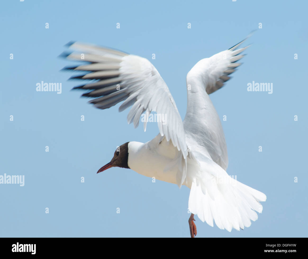 Black headed gull in flight Stock Photo - Alamy