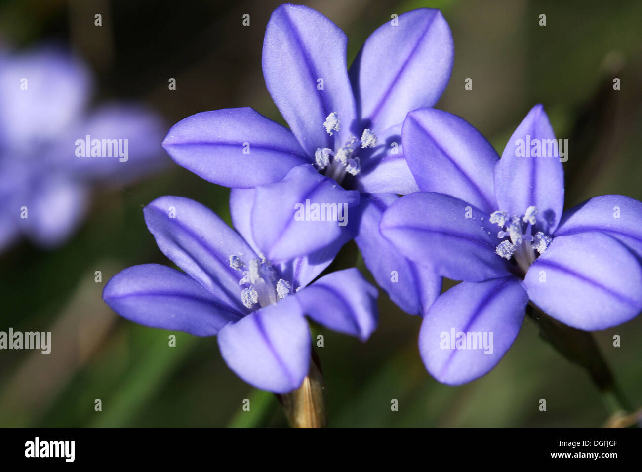 Blue aphyllanthes hi-res stock photography and images - Alamy