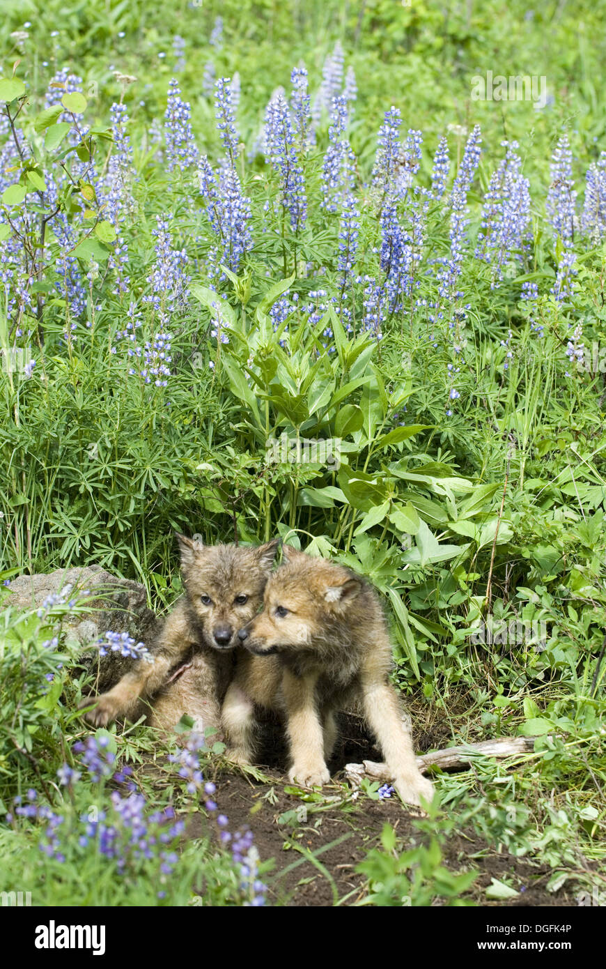 Den site hi-res stock photography and images - Alamy