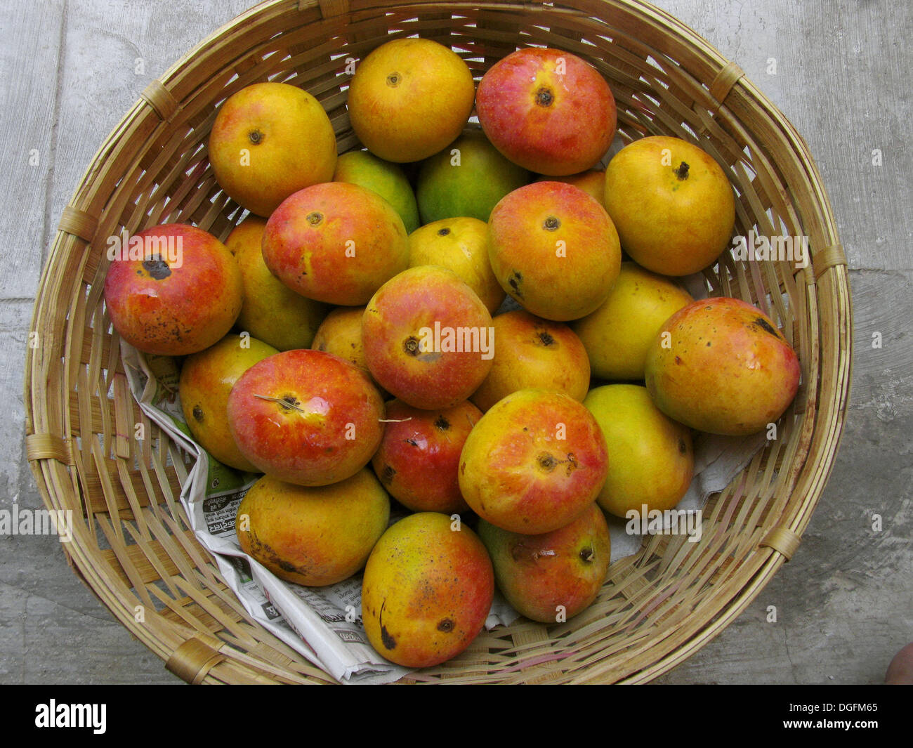 Mangifera Indica L High Resolution Stock Photography and Images - Alamy