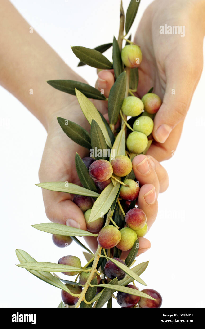 Holding out olive branch hi-res stock photography and images - Alamy