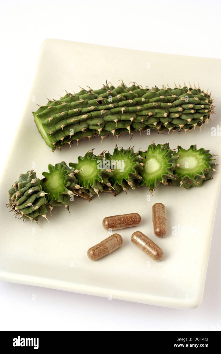 Hoodia gordonii hi-res stock photography and images - Alamy