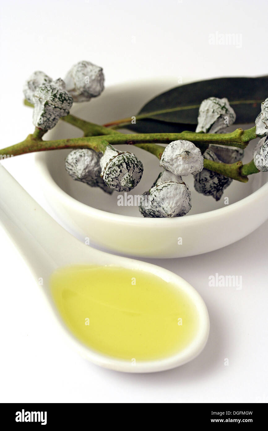 Eucalyptus globulus oil hi-res stock photography and images - Alamy