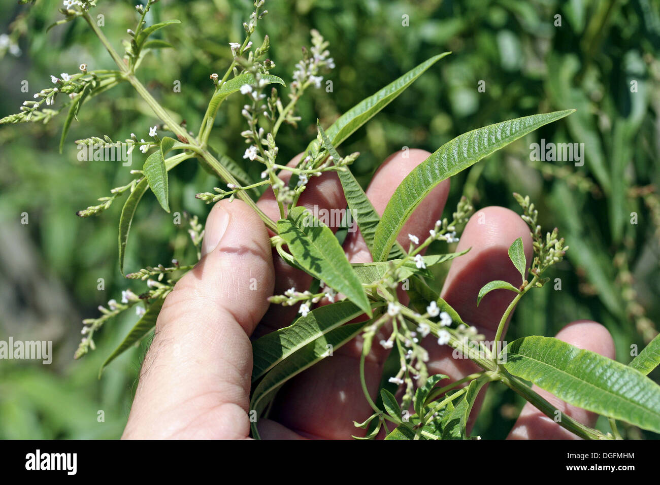 Aloysia triphylla hi-res stock photography and images - Alamy