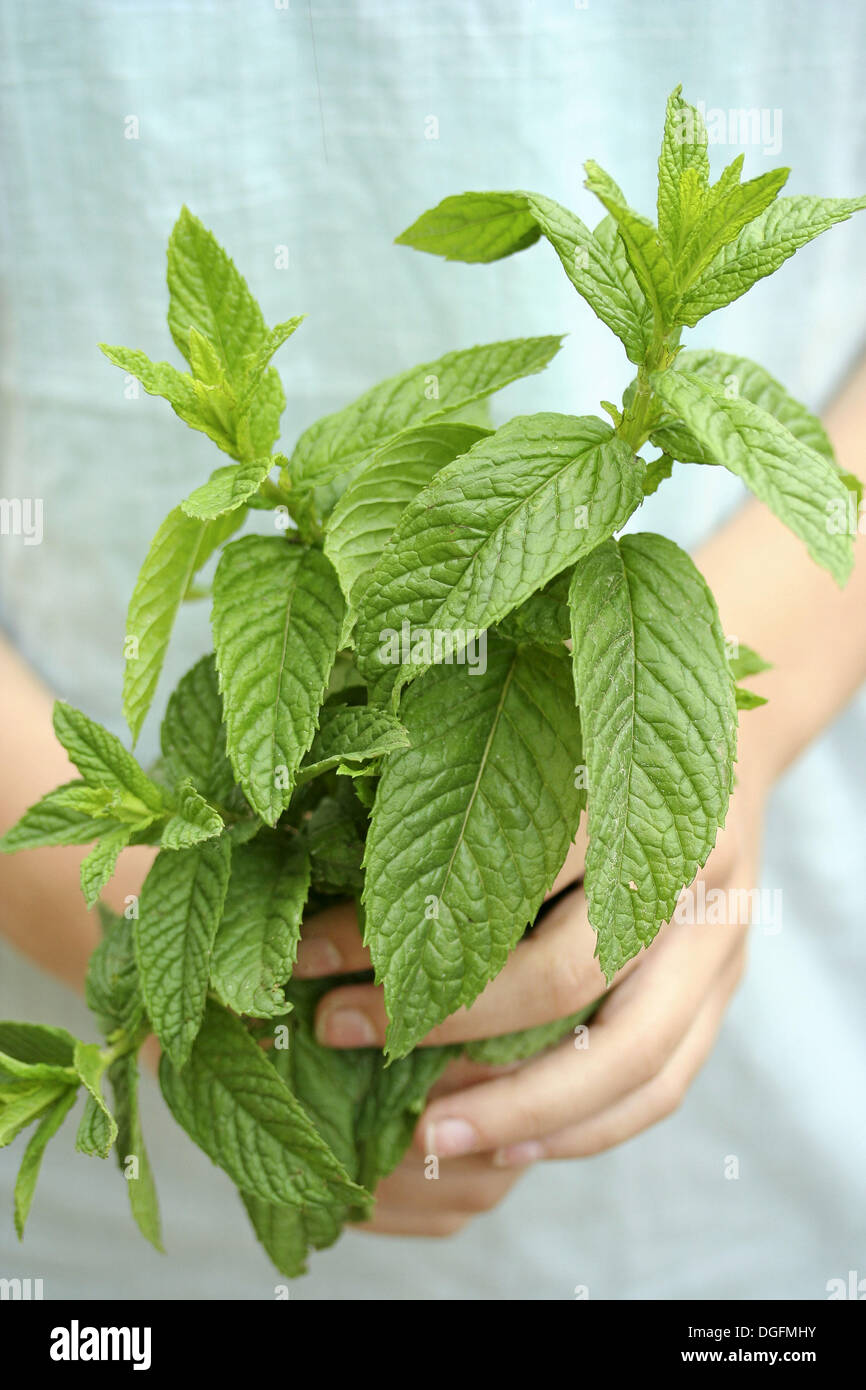 Woman mentha plant hi-res stock photography and images - Alamy
