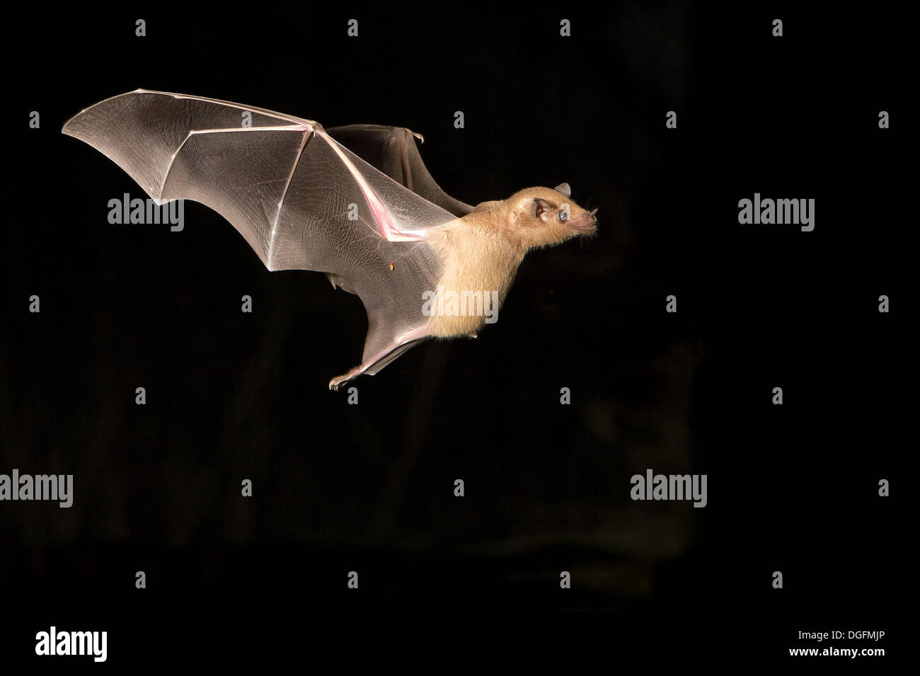 Southern Long Nosed Bat High Resolution Stock Photography and Images ...