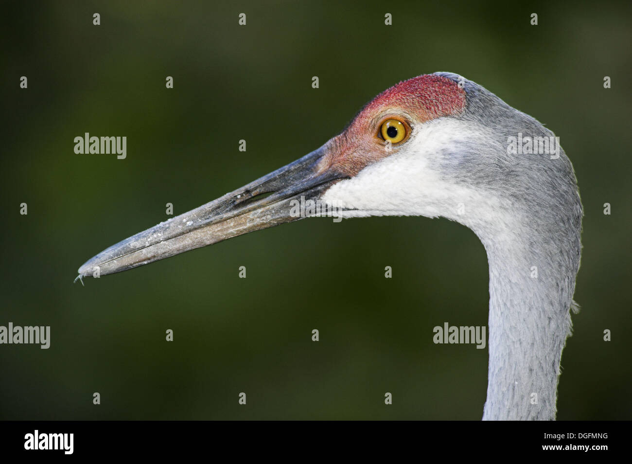 Head image of sandhill crane hi-res stock photography and images - Alamy