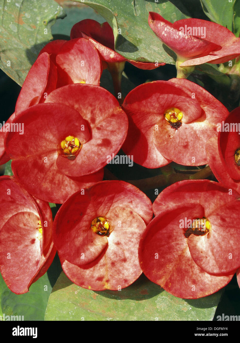 Orchid Crown High Resolution Stock Photography and Images - Alamy