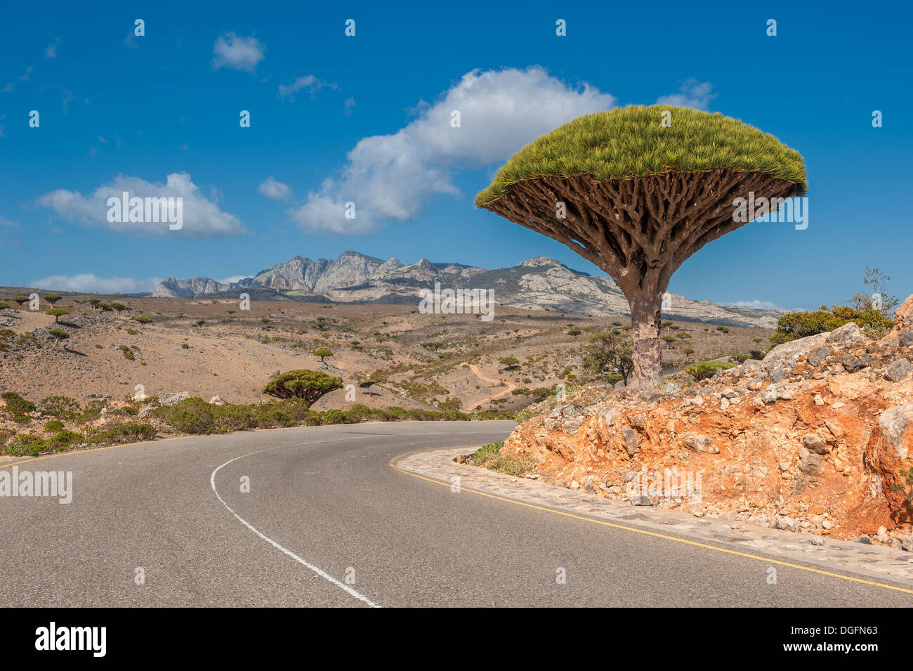 Socotra island tree hi-res stock photography and images - Alamy