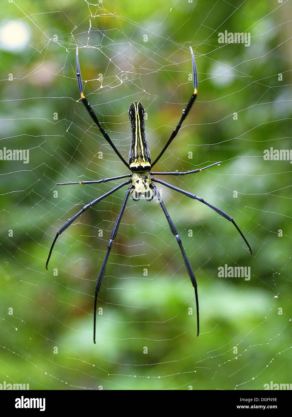 Giant Wood Spider near Edakkal Cave, Ambalavayal. Batheri, Wayanad ...