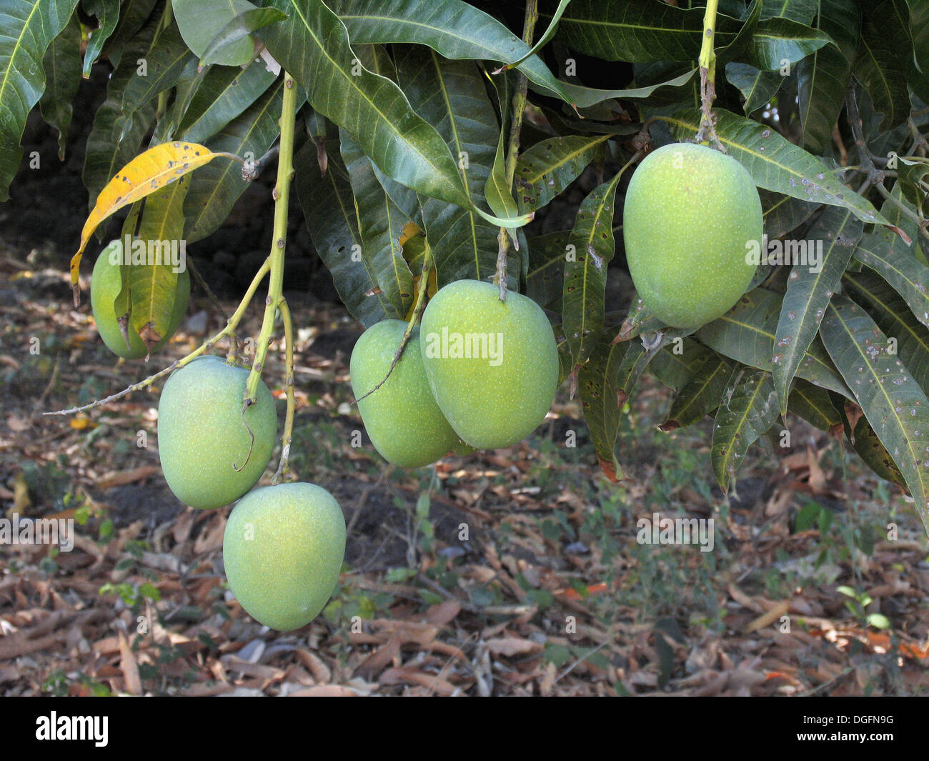 Mangifera Indica L High Resolution Stock Photography and Images - Alamy