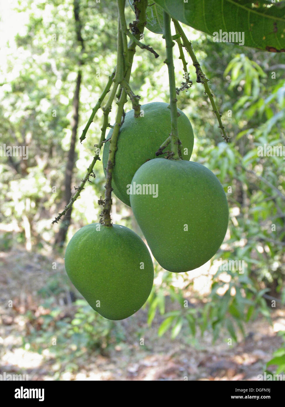 Mango outline hi-res stock photography and images - Alamy