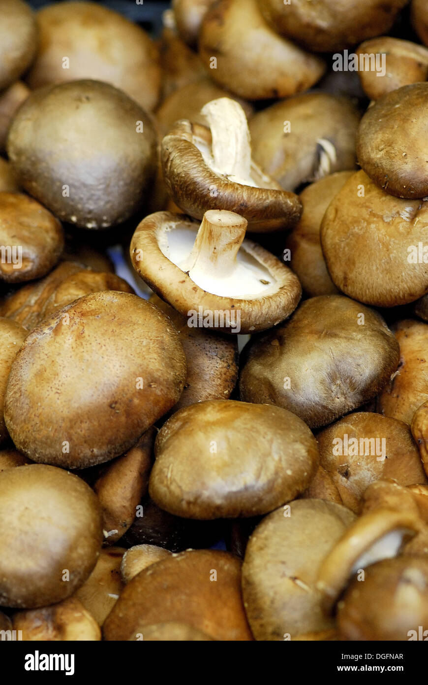´Shiitake´ mushroom (Lentinus edodes). La Boquería market. Barcelona ...