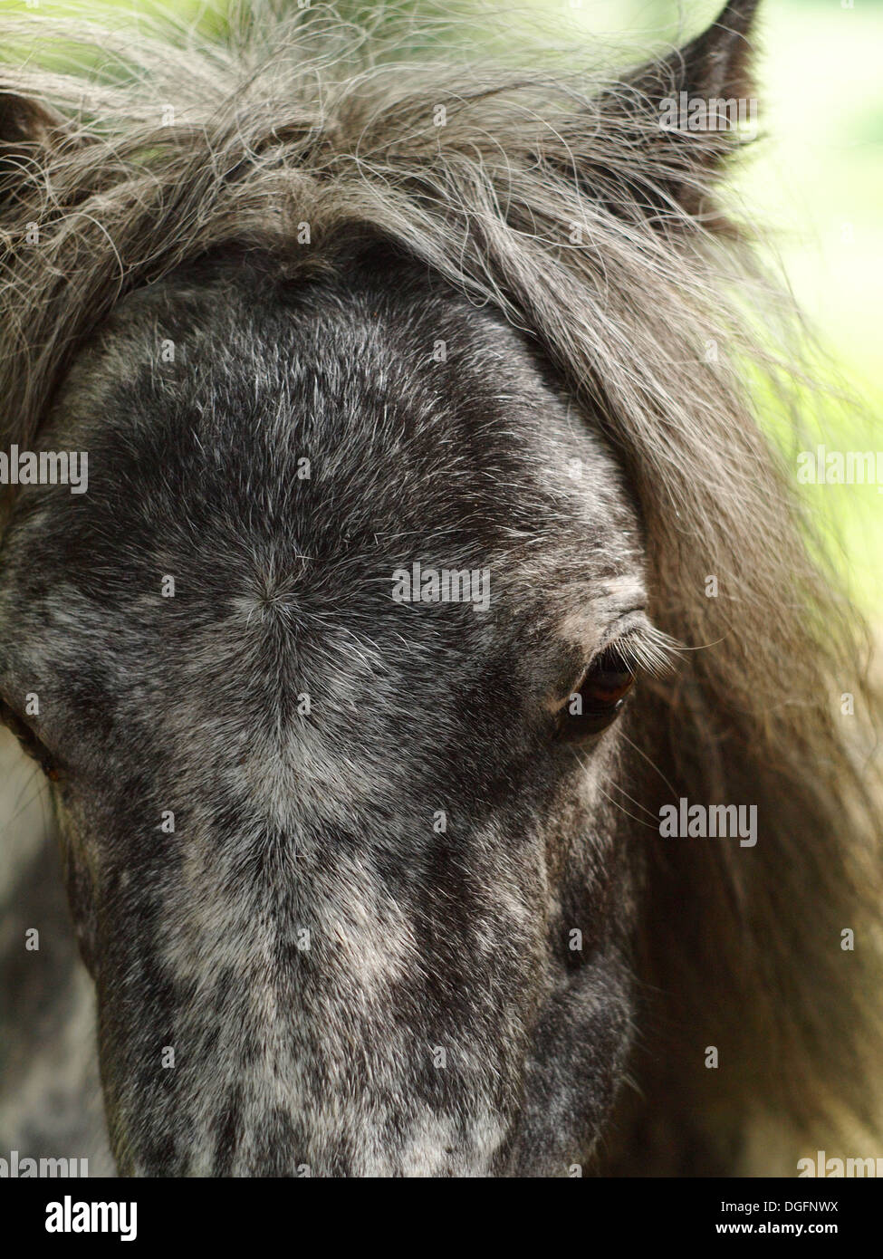 Horse facing front hi-res stock photography and images - Alamy