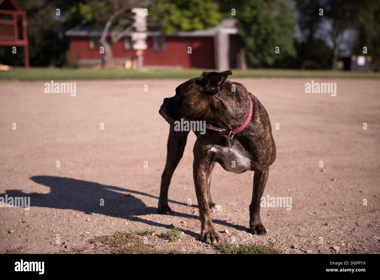Scary dog hi-res stock photography and images - Alamy