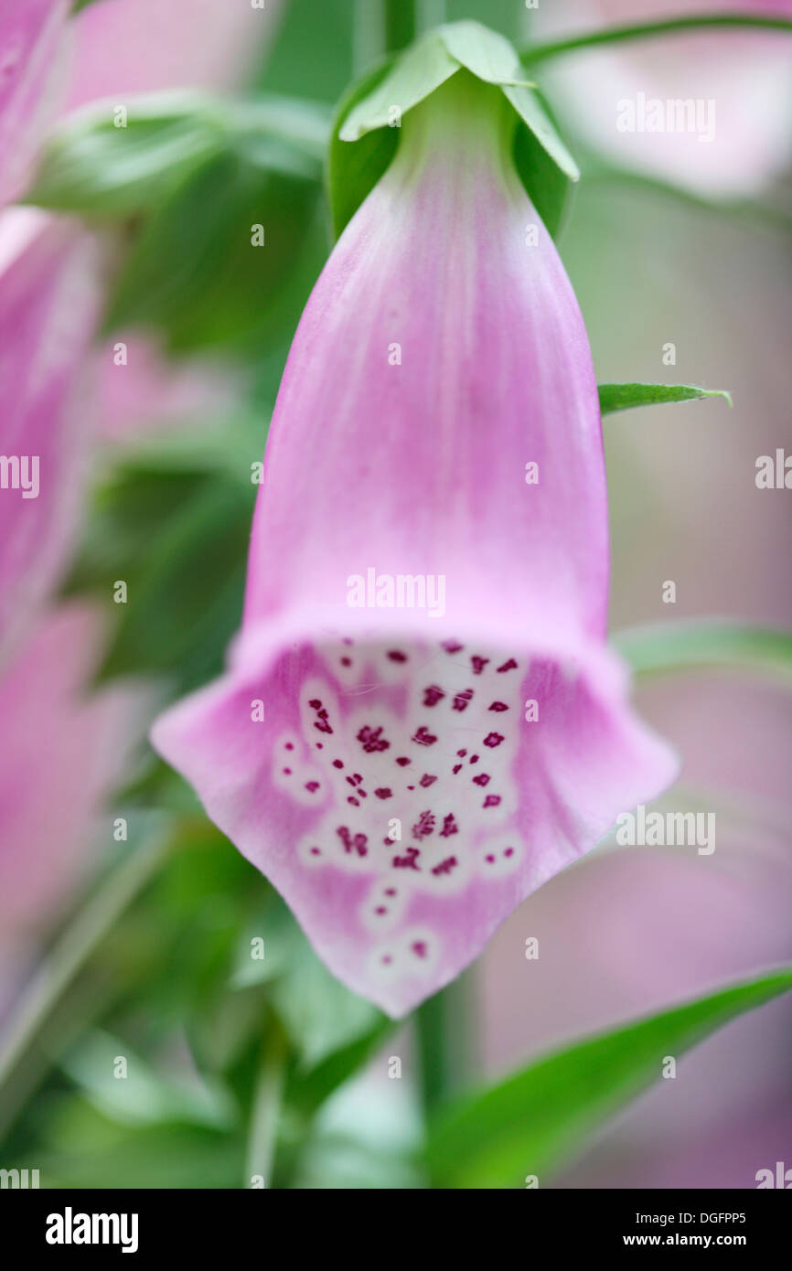 Pink funnel shaped flower hi-res stock photography and images - Alamy
