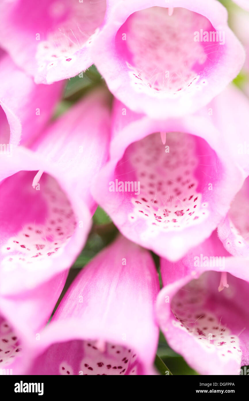 Pink funnel shaped flowers hi-res stock photography and images - Alamy