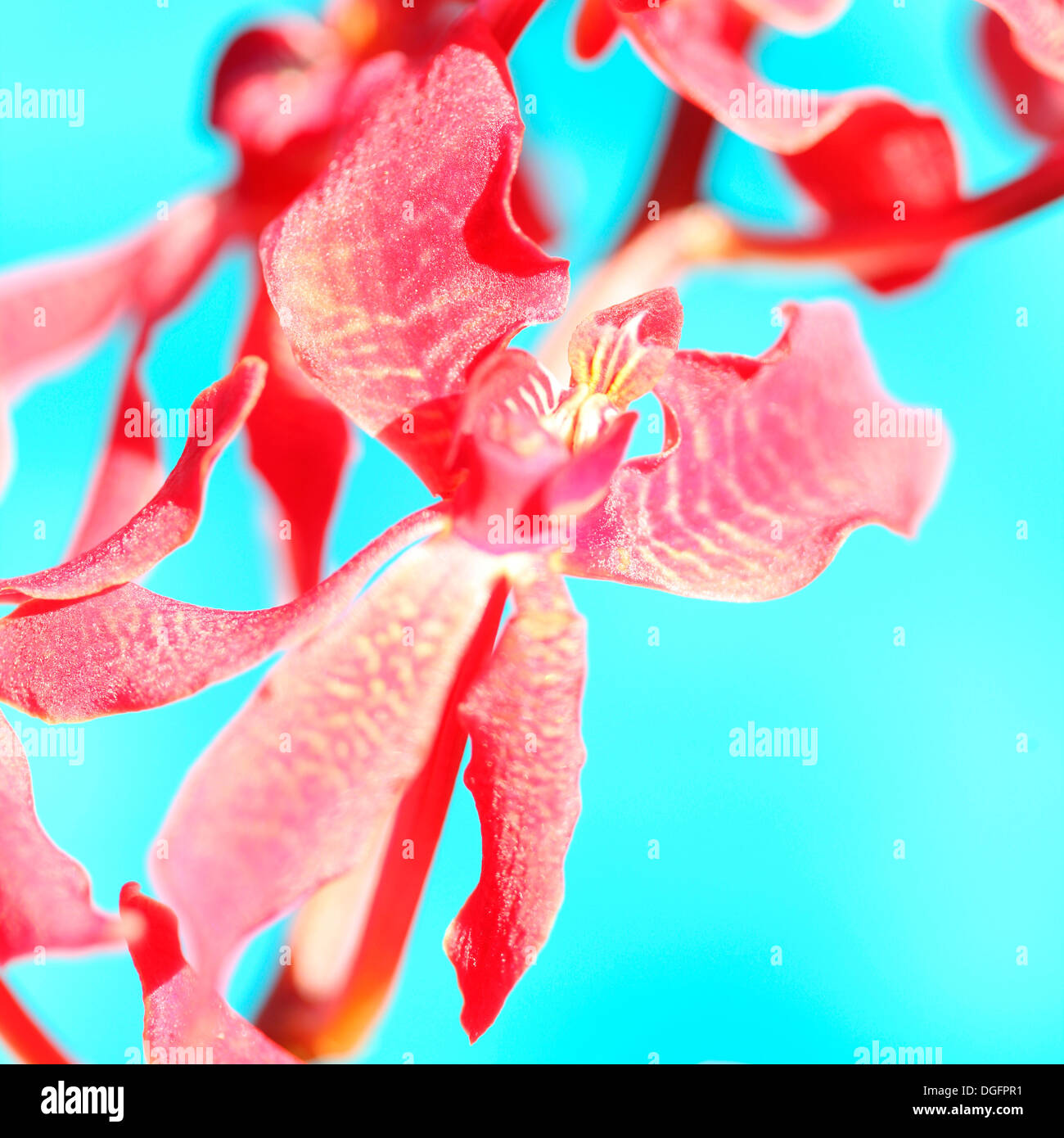 vibrant and alluring red mokara orchid stem still life Jane Ann Butler ...