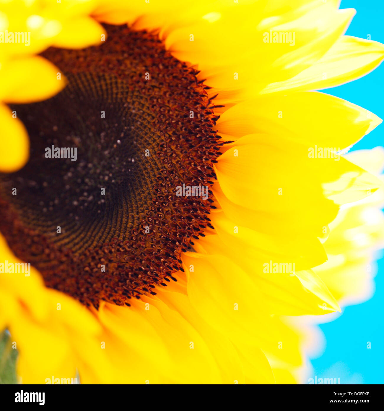 stunning sunflower head bold and contemporary Jane Ann Butler ...
