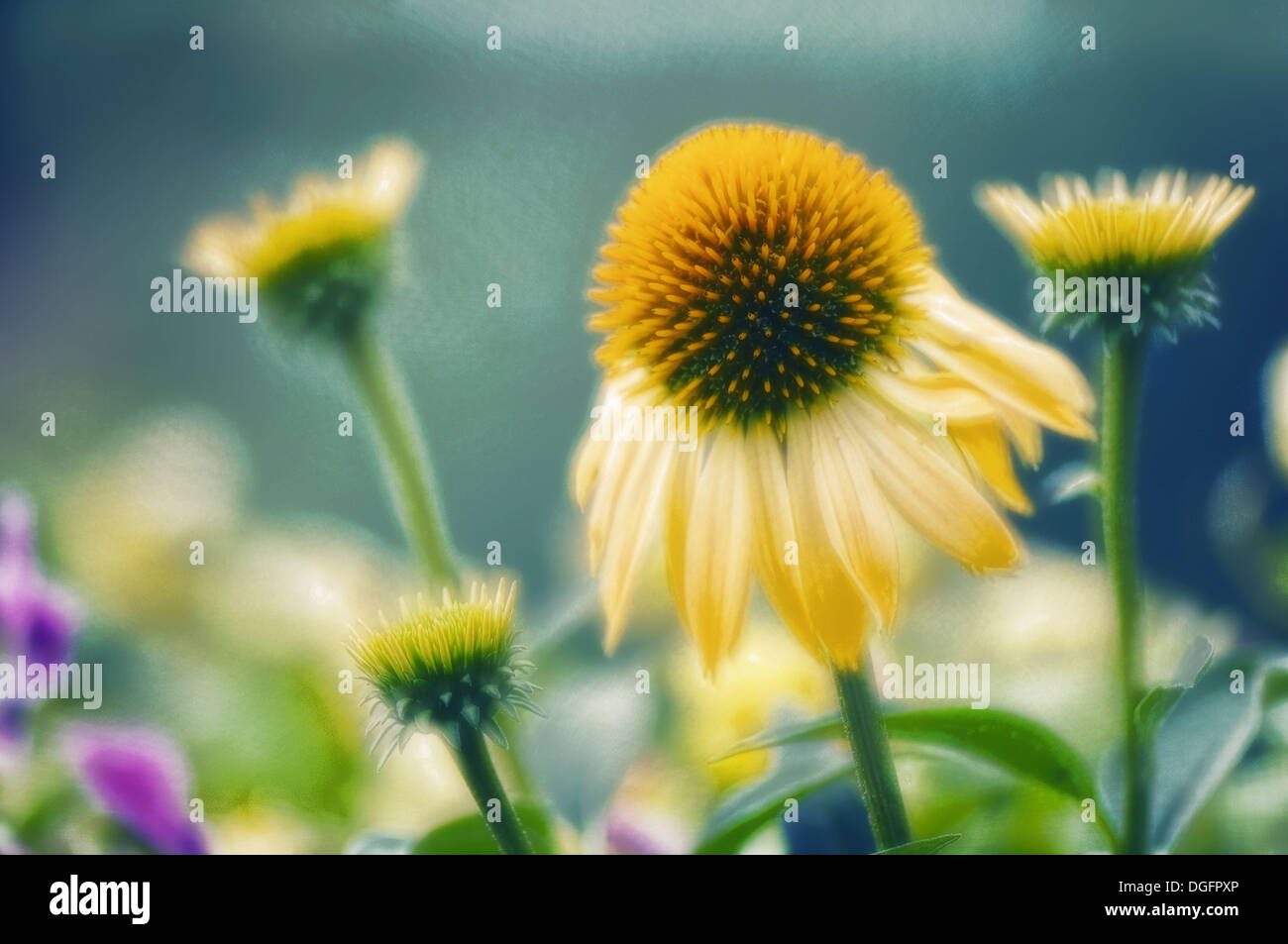 Echinacea paradoxa hi-res stock photography and images - Alamy