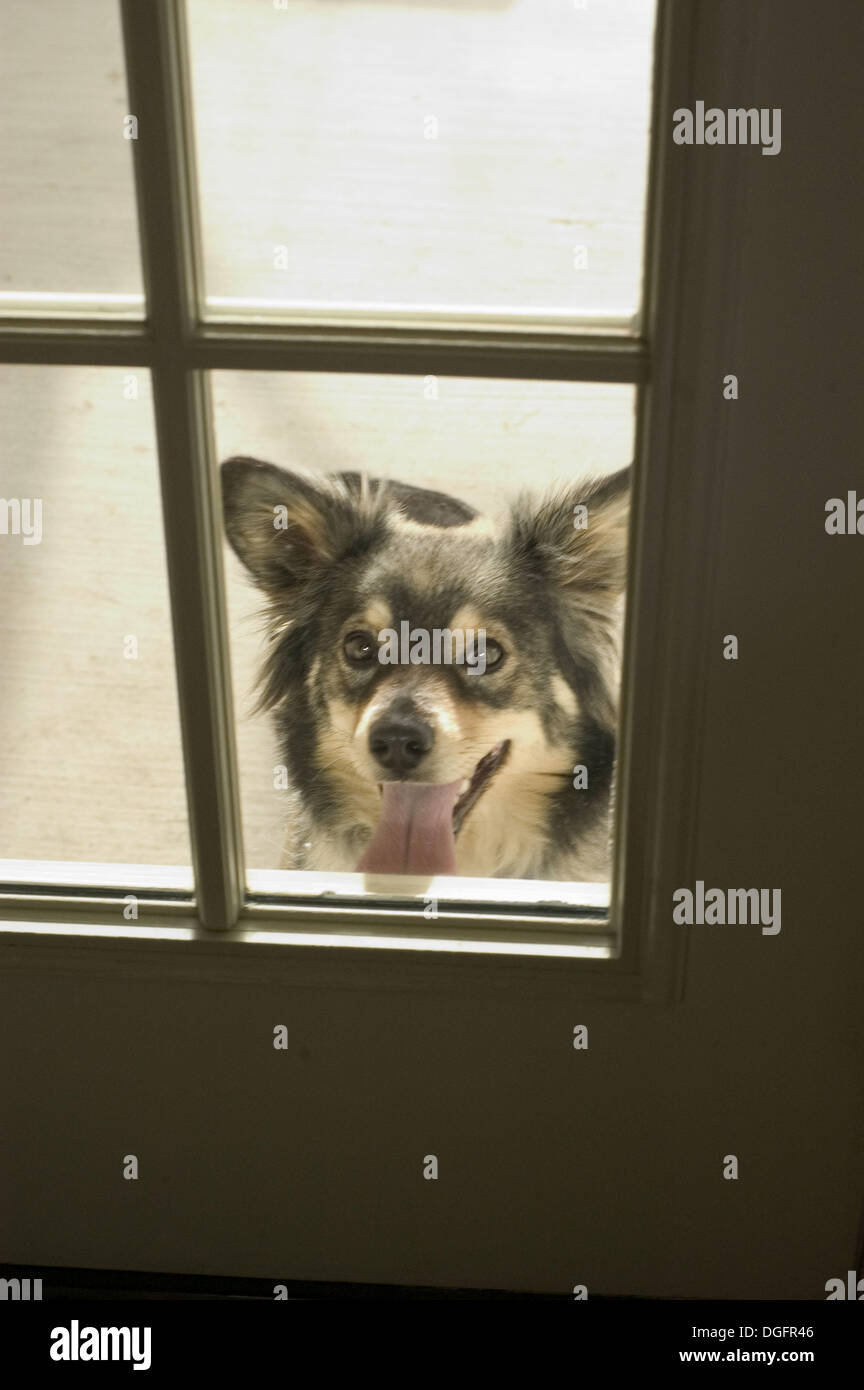 Dog at the door hi-res stock photography and images - Alamy