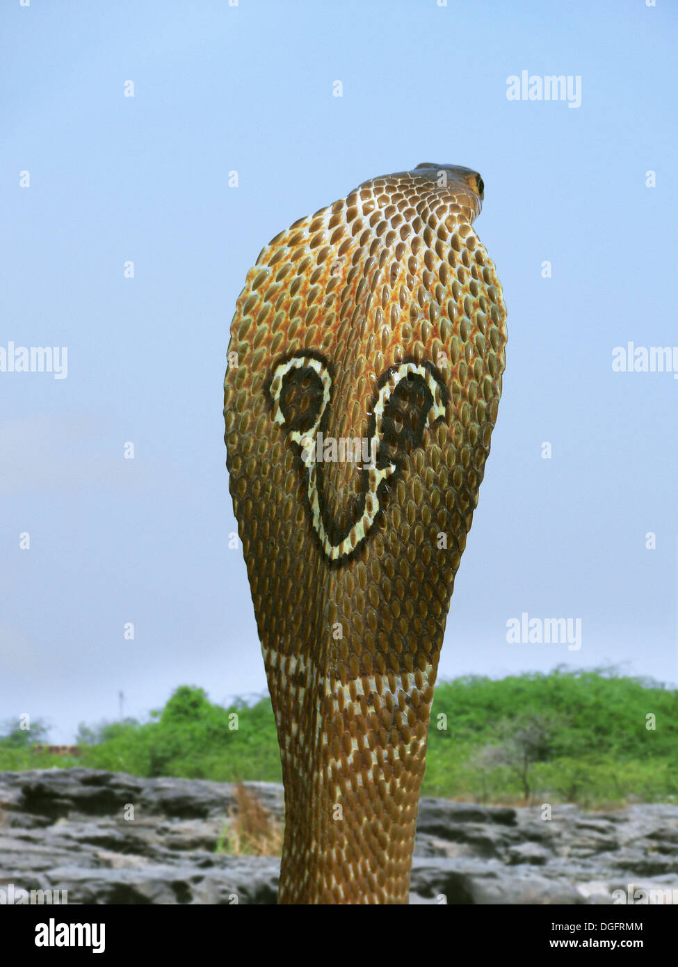 Spectacle Snake Stock Photos & Spectacle Snake Stock Images - Alamy