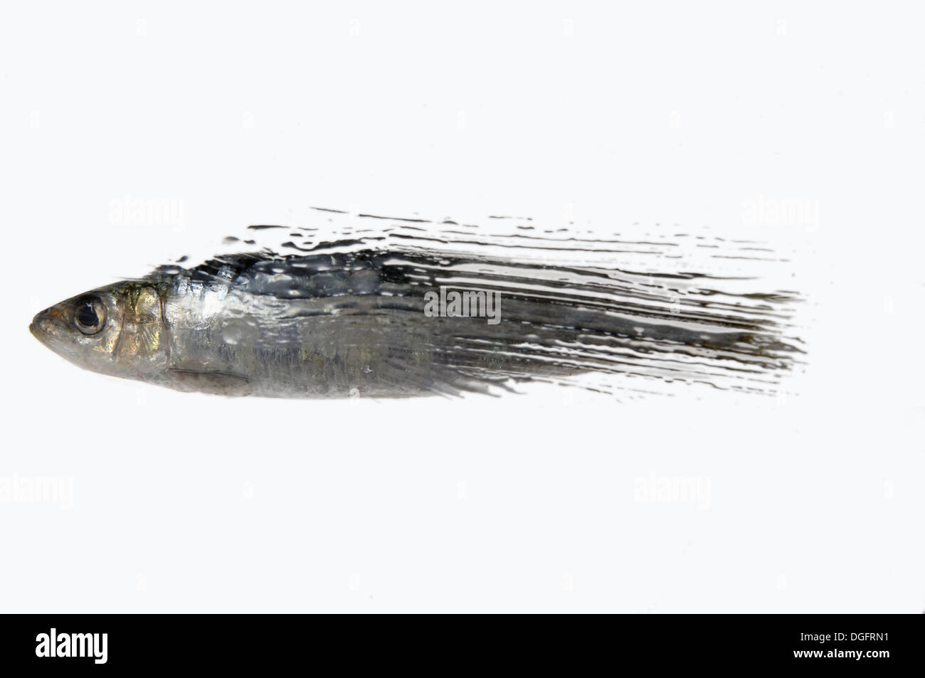 Distorted food hi-res stock photography and images - Alamy