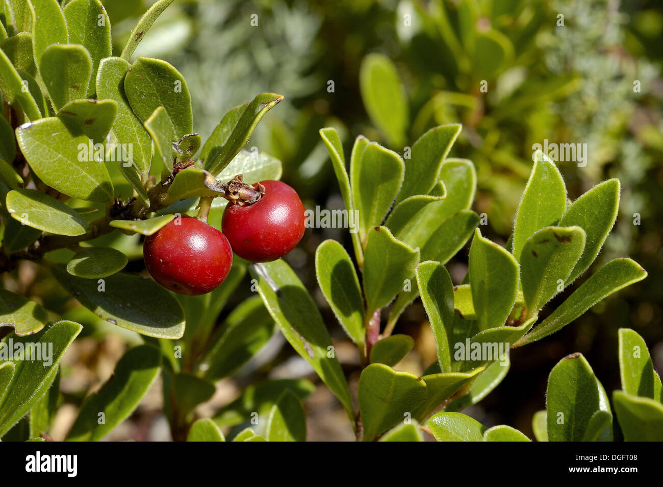 Gayuba hi-res stock photography and images - Alamy