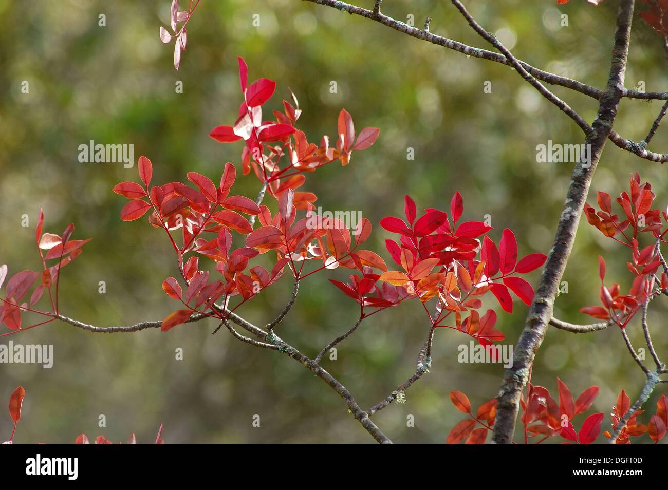 Terebinth tree hi-res stock photography and images - Alamy