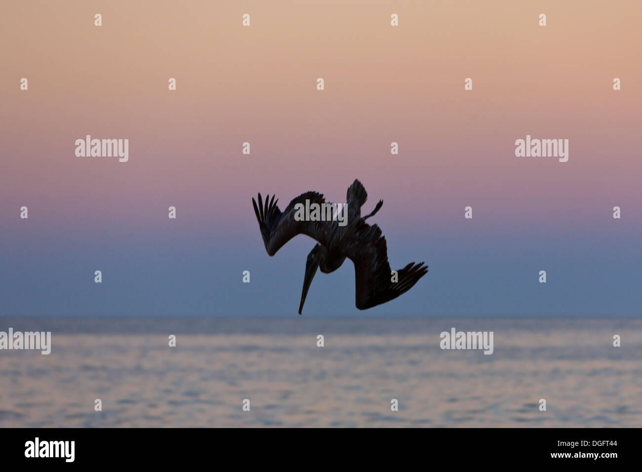 Pelicano hunting at Sunset, Pelicanus occidentalis, Cabo San Lucas ...