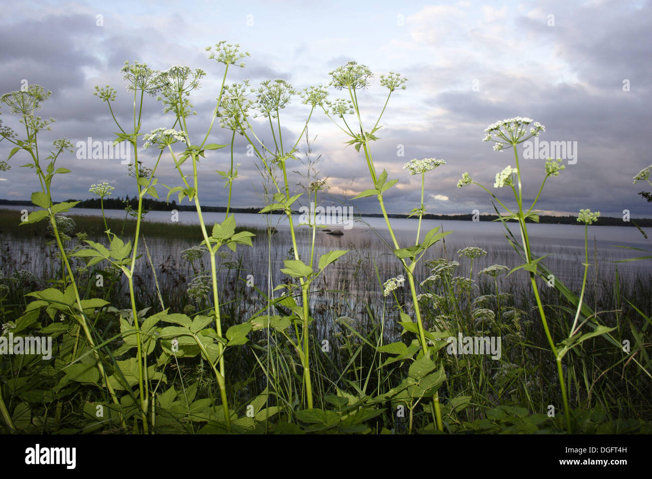 Asnen lake sweden hi-res stock photography and images - Alamy