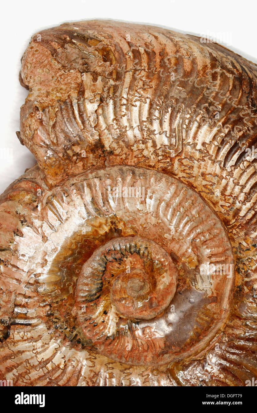 Fossil ammonite sp hi-res stock photography and images - Alamy