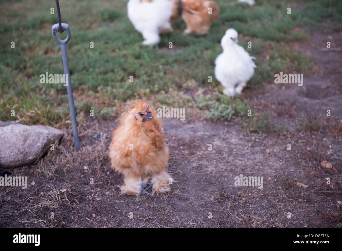 Silkie Chickens on a farm Stock Photo - Alamy