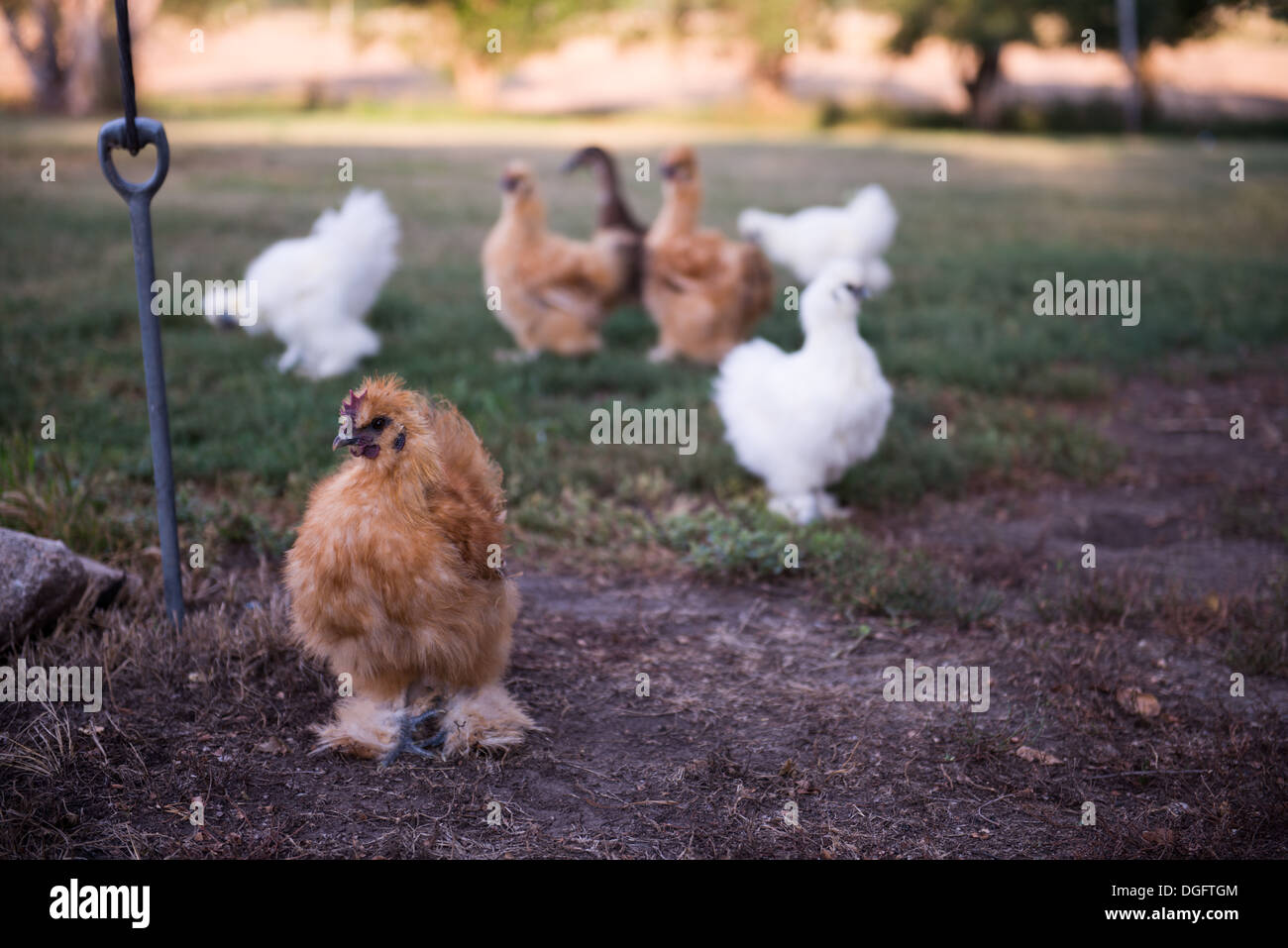Silkie Chickens on a farm Stock Photo - Alamy