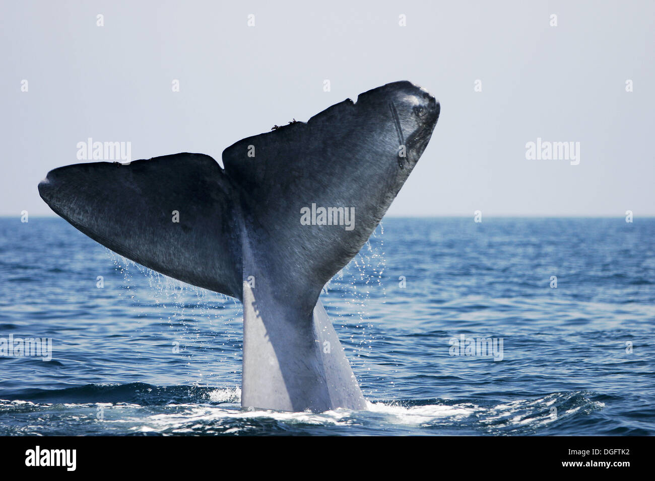 Marine notch hi-res stock photography and images - Alamy