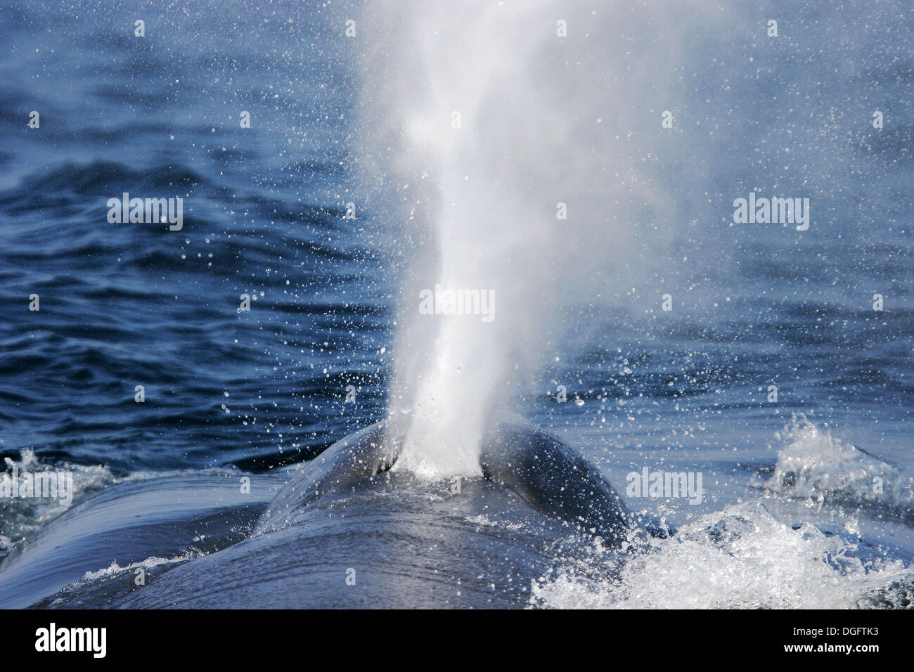 Blue whale blow hole hi-res stock photography and images - Alamy