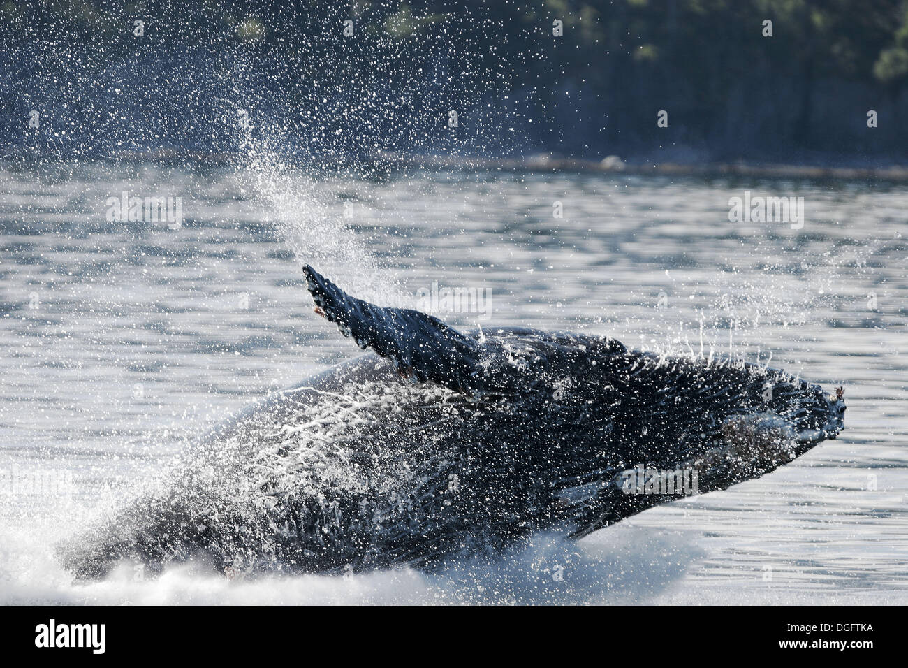 Humpback Whale (Megaptera novaeangliae) calf breaching in Southeast ...
