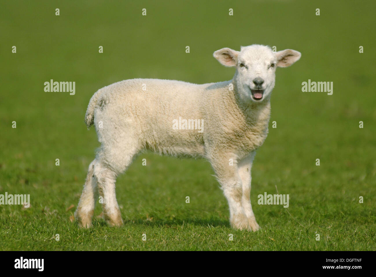 Baa baa lamb hi-res stock photography and images - Alamy