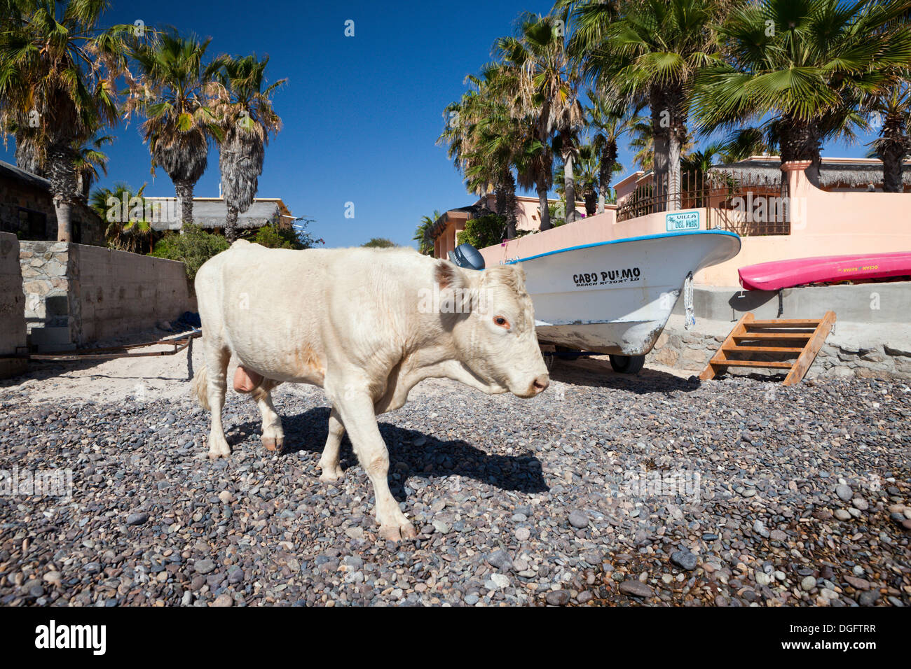 Cattle at Beach of Cabo Pulmo, Bos primigenius, Cabo Pulmo National ...