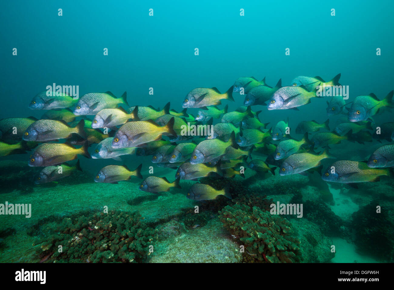 Burrito grunt fish hi-res stock photography and images - Alamy