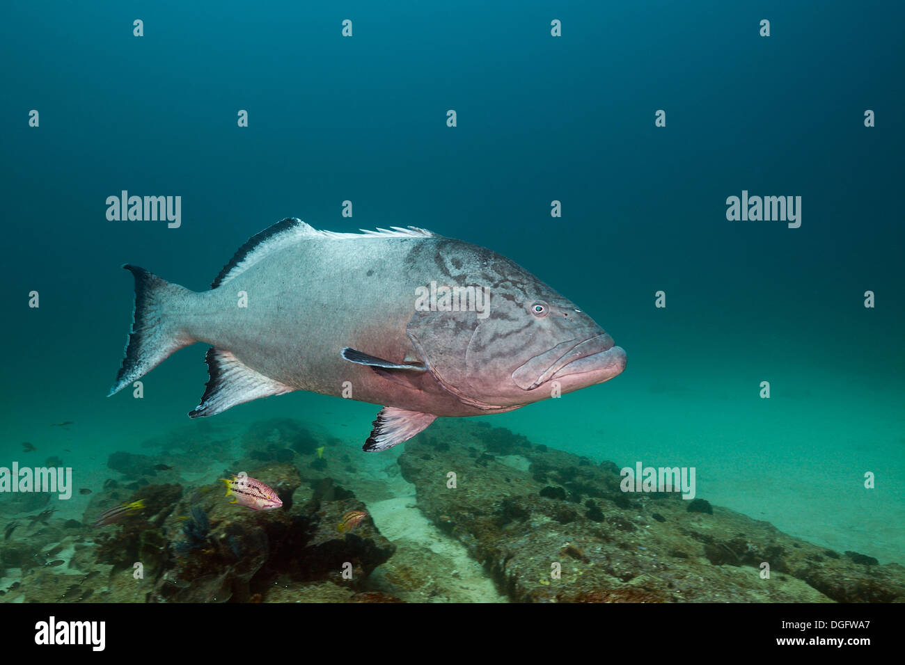 Pacific Goliath Grouper, Epinephelus quinquefasciatus, Cabo Pulmo ...