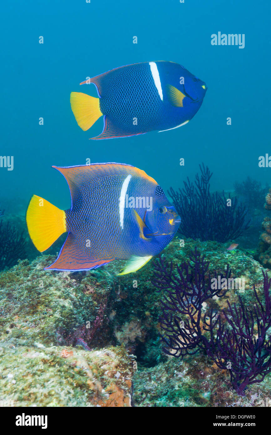 King angelfish hi-res stock photography and images - Alamy