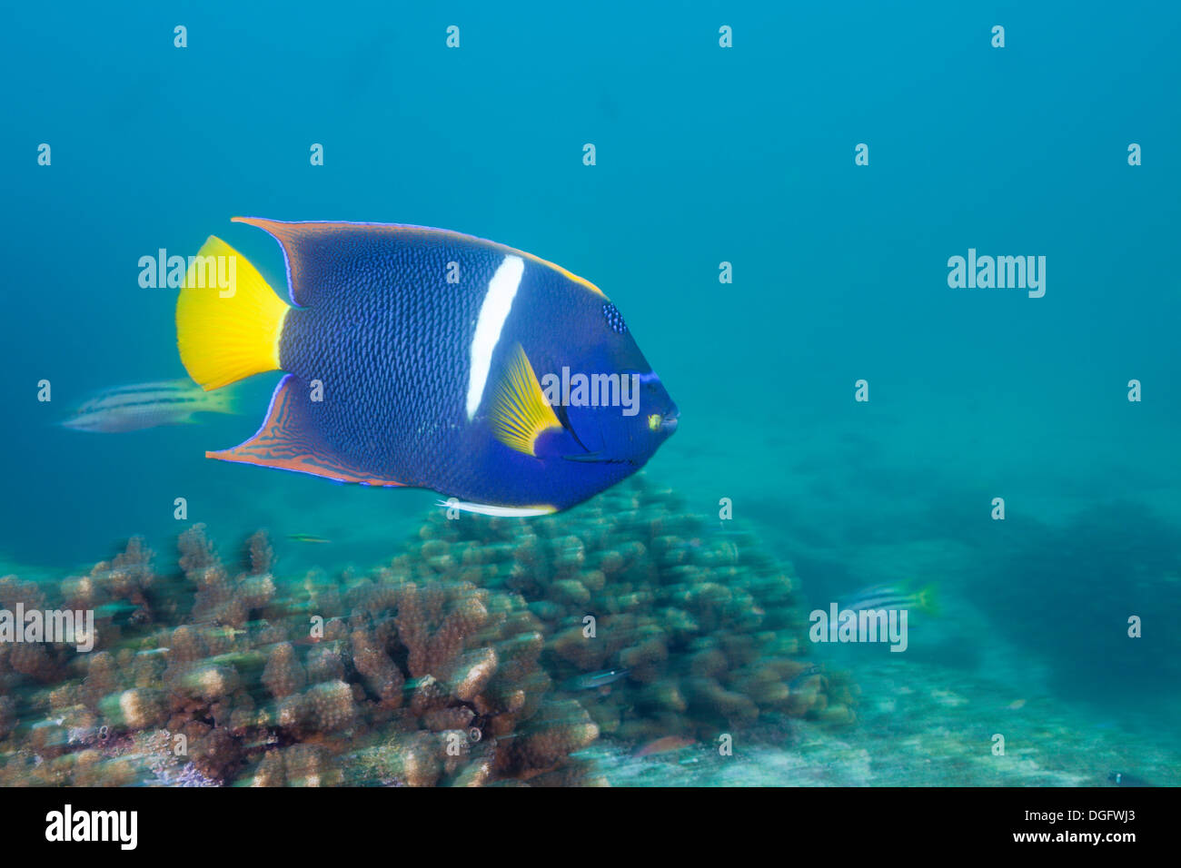 King angelfish hi-res stock photography and images - Alamy