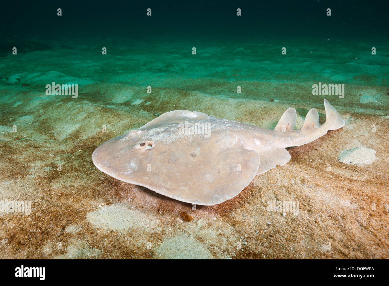 Giant Electric Ray, Narcine entemedor, Cabo Pulmo Marine National Park ...