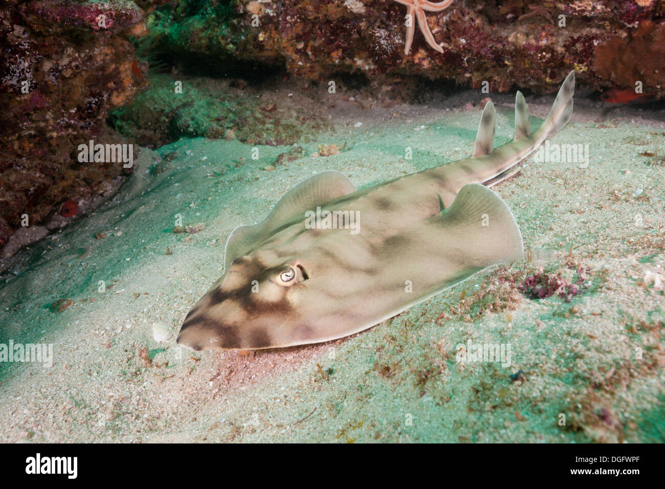 Guitarfish hi-res stock photography and images - Alamy