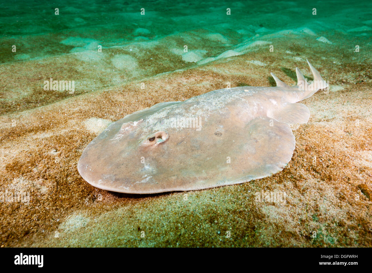 Giant Electric Ray, Narcine entemedor, Cabo Pulmo Marine National Park ...