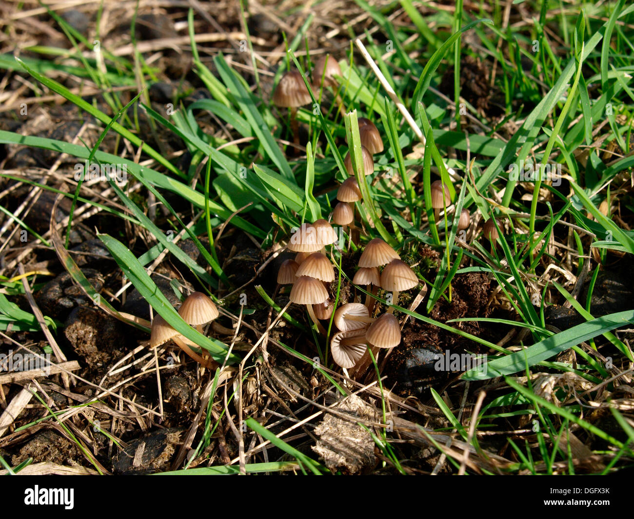 Goat feces hi-res stock photography and images - Alamy