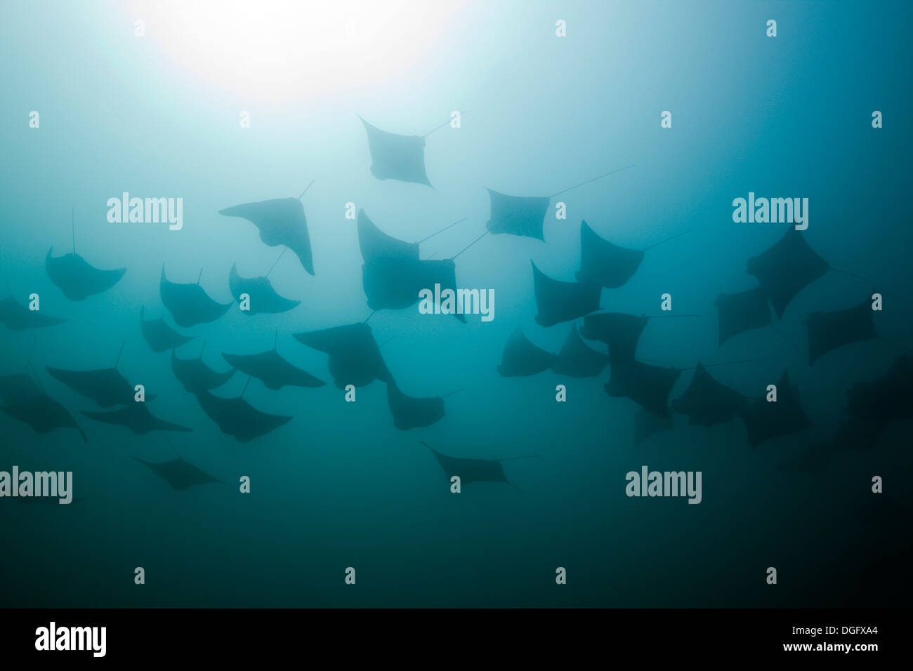 School of Pacific Cownose Ray, Rhinoptera steindachneri, Cabo San Lucas ...