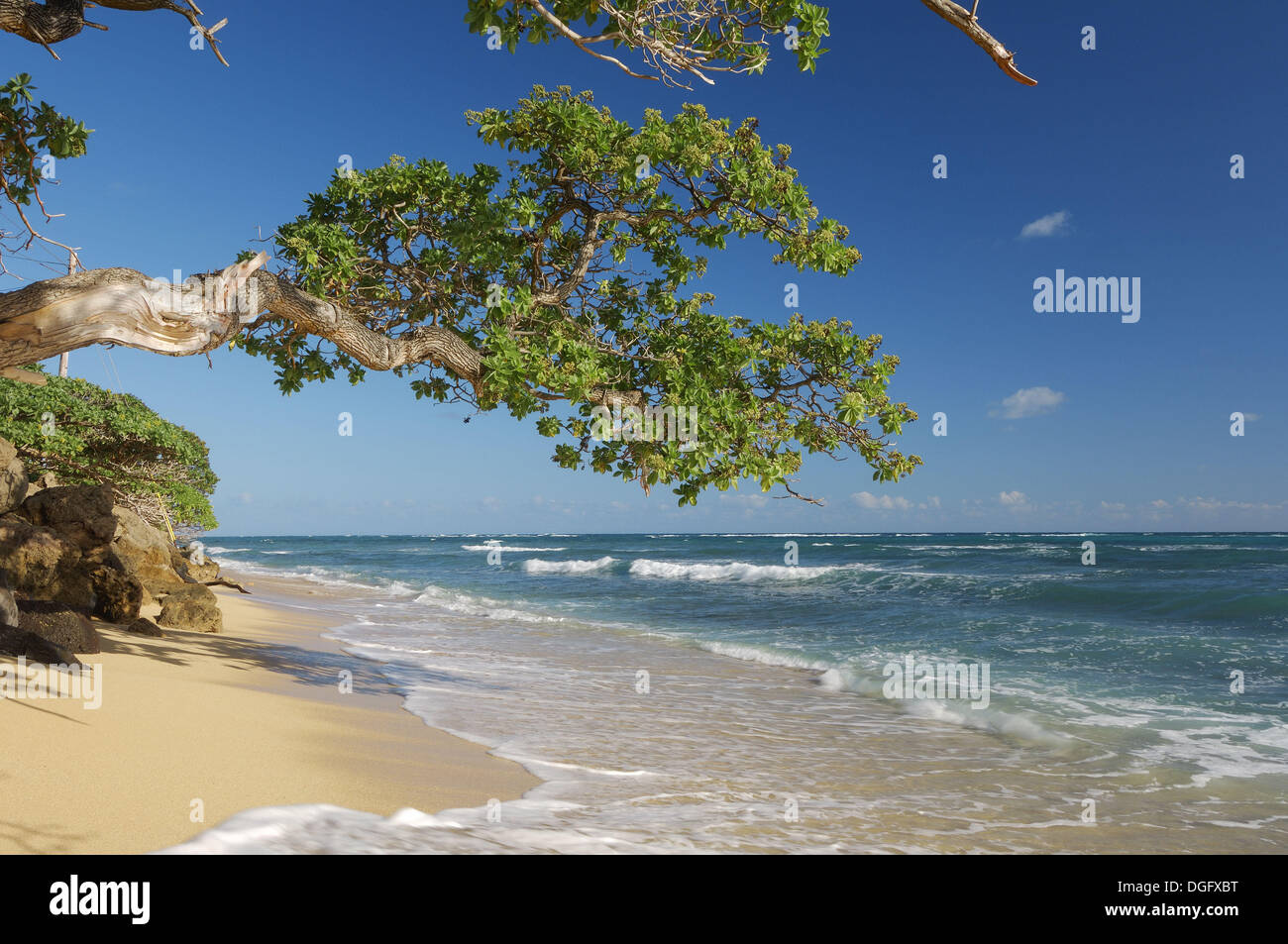Tree at Beach. Oahu, Hawaii, USA Stock Photo - Alamy