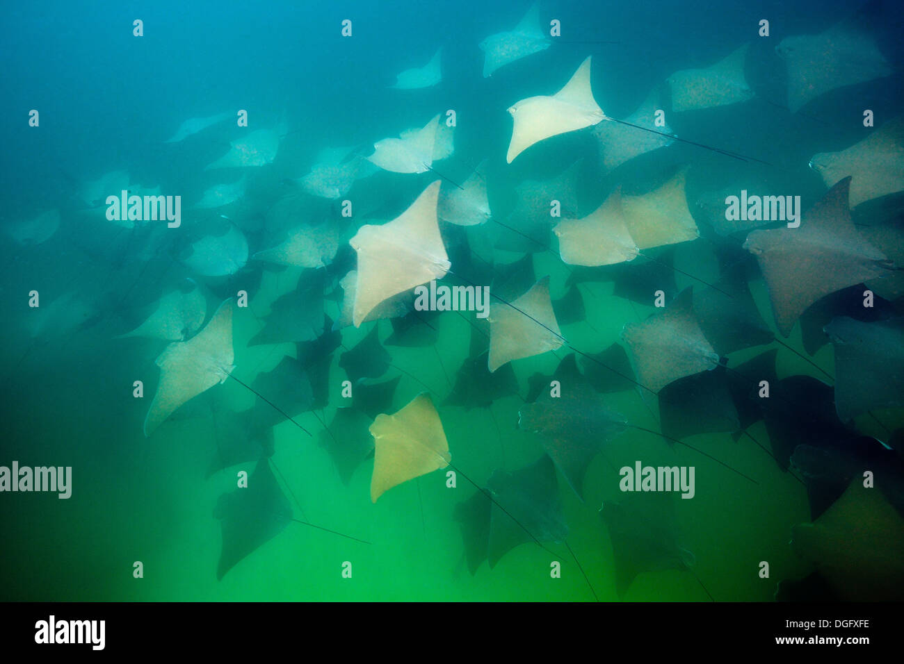 Cownose ray gulf of mexico hi-res stock photography and images - Alamy